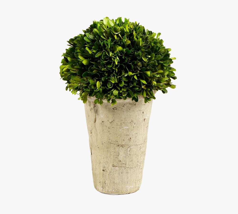 Preserved Boxwood Round Topiary Tree In Tall Pot | Pottery Barn