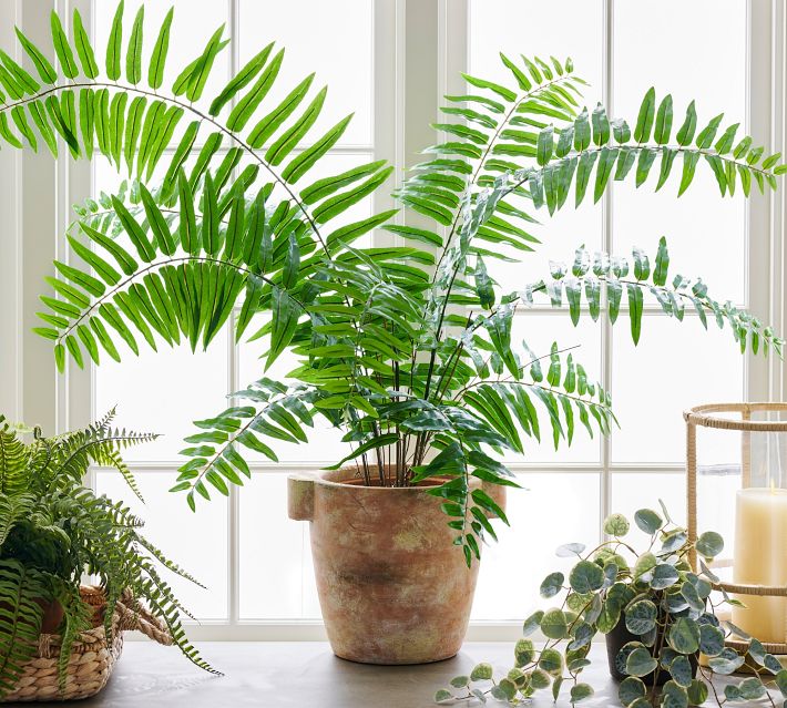 Faux Sword Fern | Pottery Barn