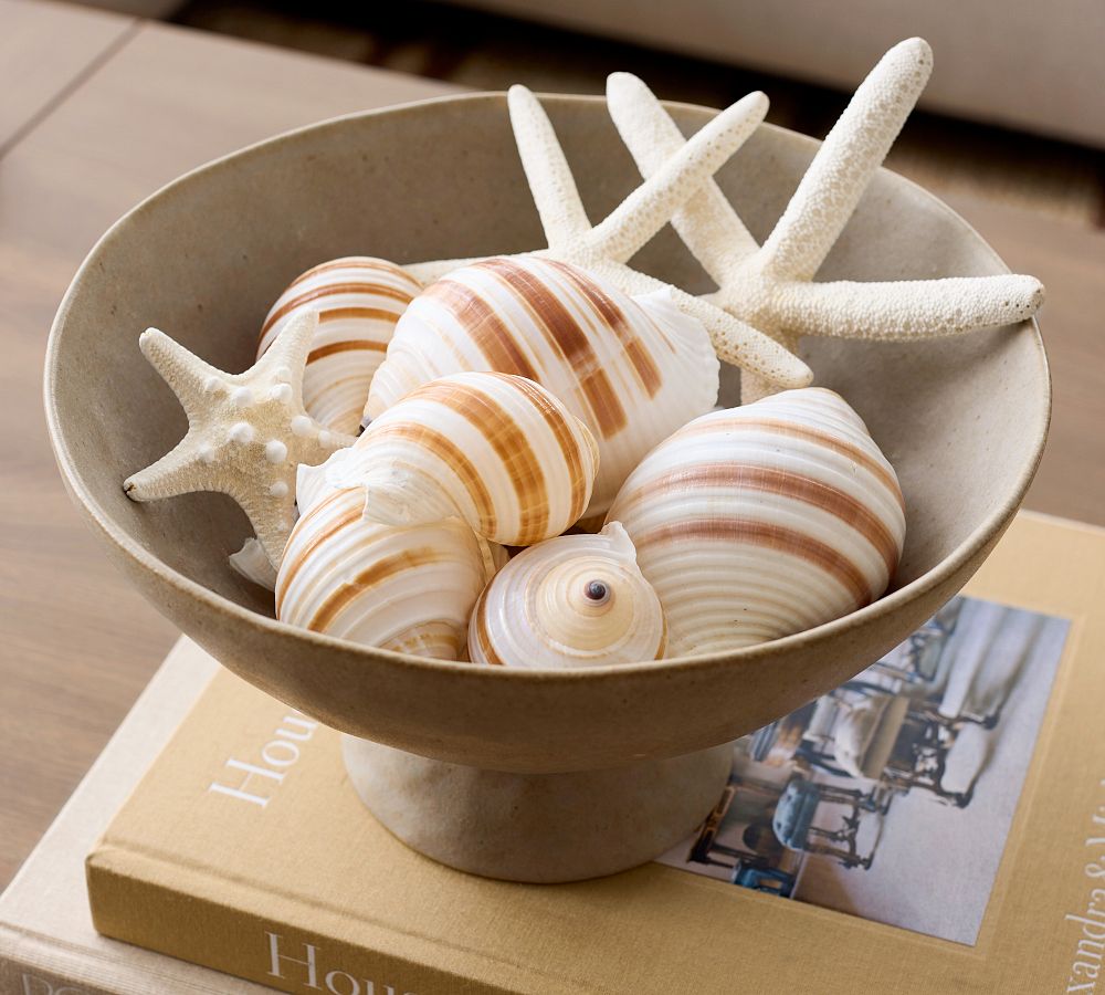 Mixed Shell Vase Filler | Pottery Barn