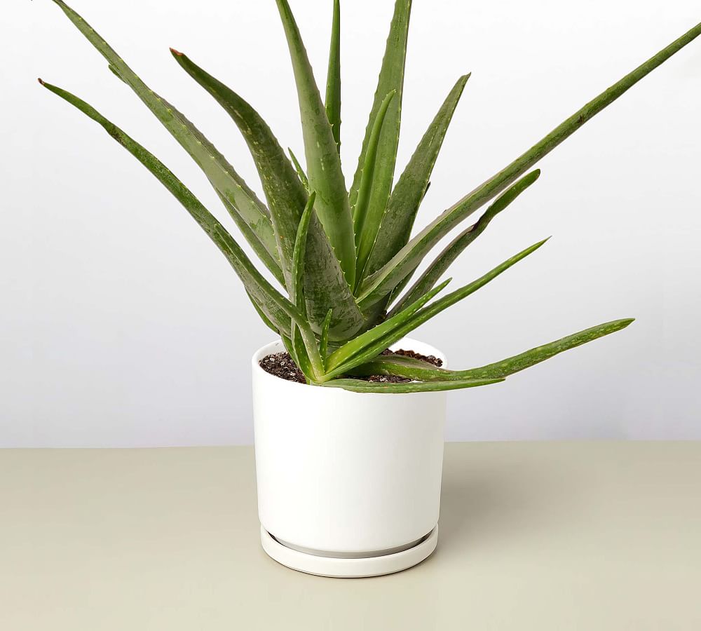 Live Aloe Vera In Planter | Pottery Barn