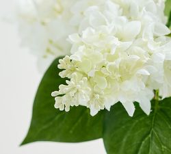 Faux White Lilac Bundle | Pottery Barn