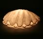Decorative Lit Frosted Glass Clam | Pottery Barn