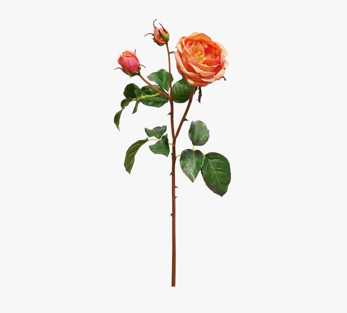 Faux English Charlotte Rose Dozen Stems | Pottery Barn