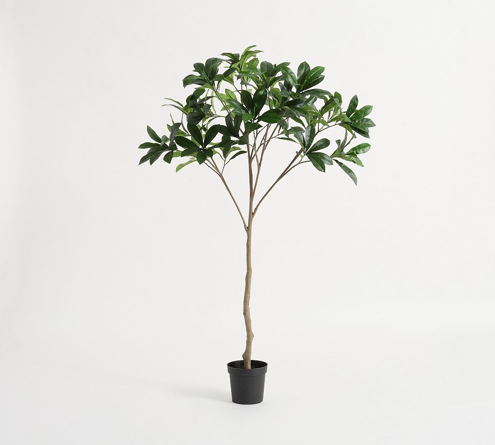 Potted Plumeria Tree | Pottery Barn