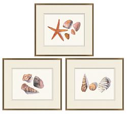 Shell Collection Print | Pottery Barn