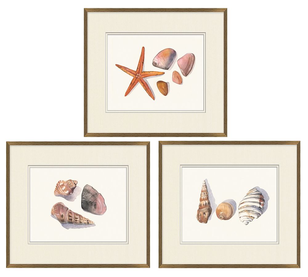 Shell Collection Print | Pottery Barn