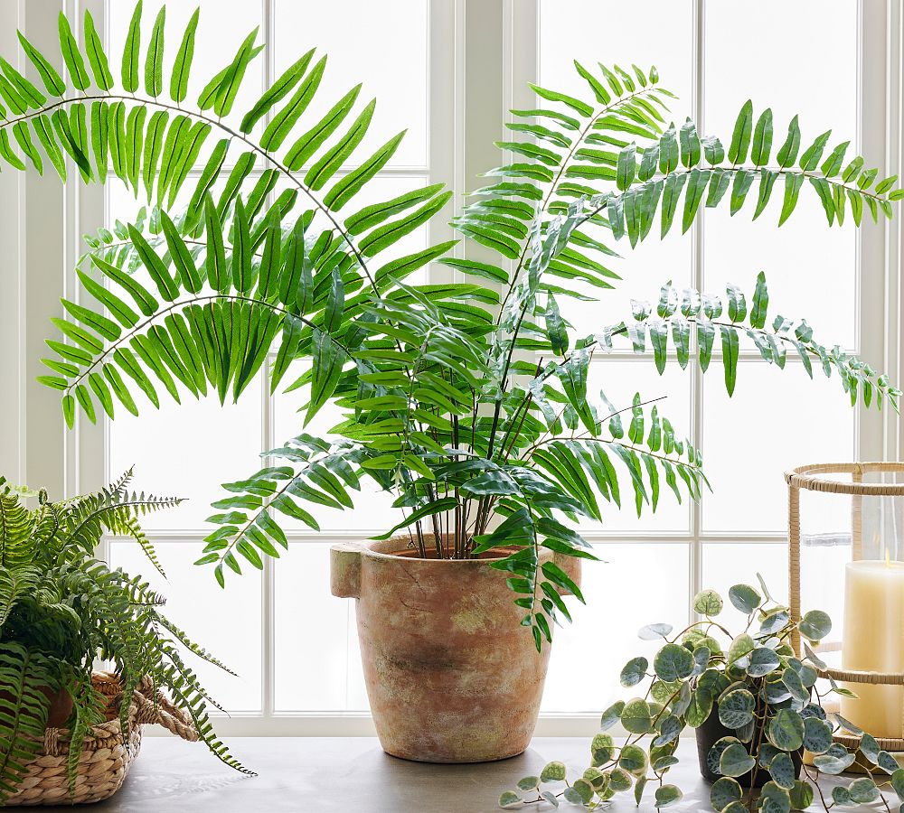 Faux Sword Fern | Pottery Barn