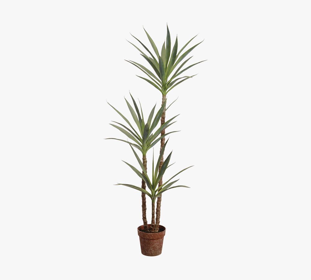 Faux Yucca Tree In Pot | Pottery Barn
