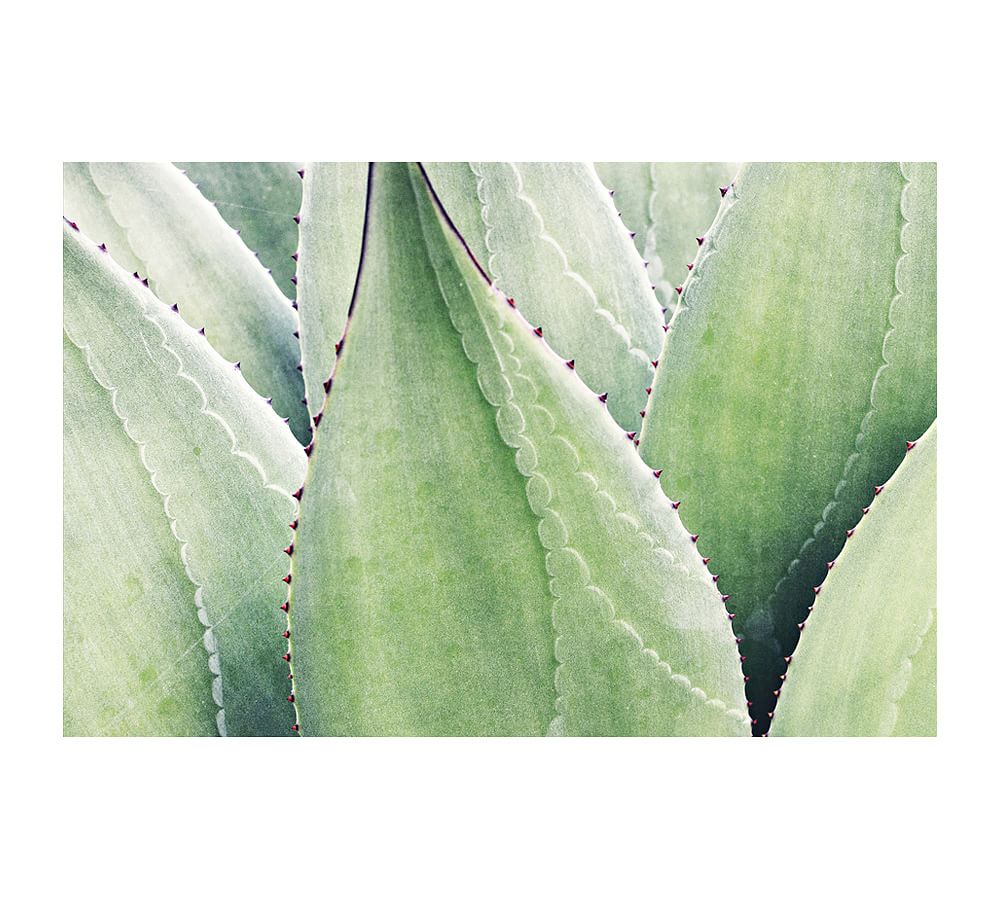 Agave Texture by Lupen Grainne | Pottery Barn