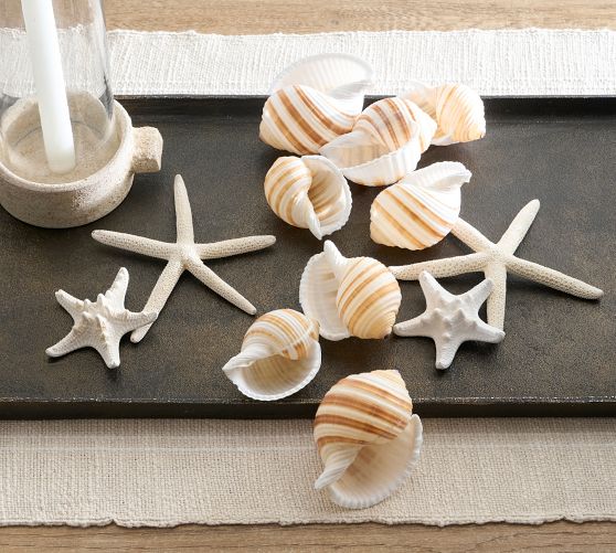 Decorative Mixed Shells | Pottery Barn