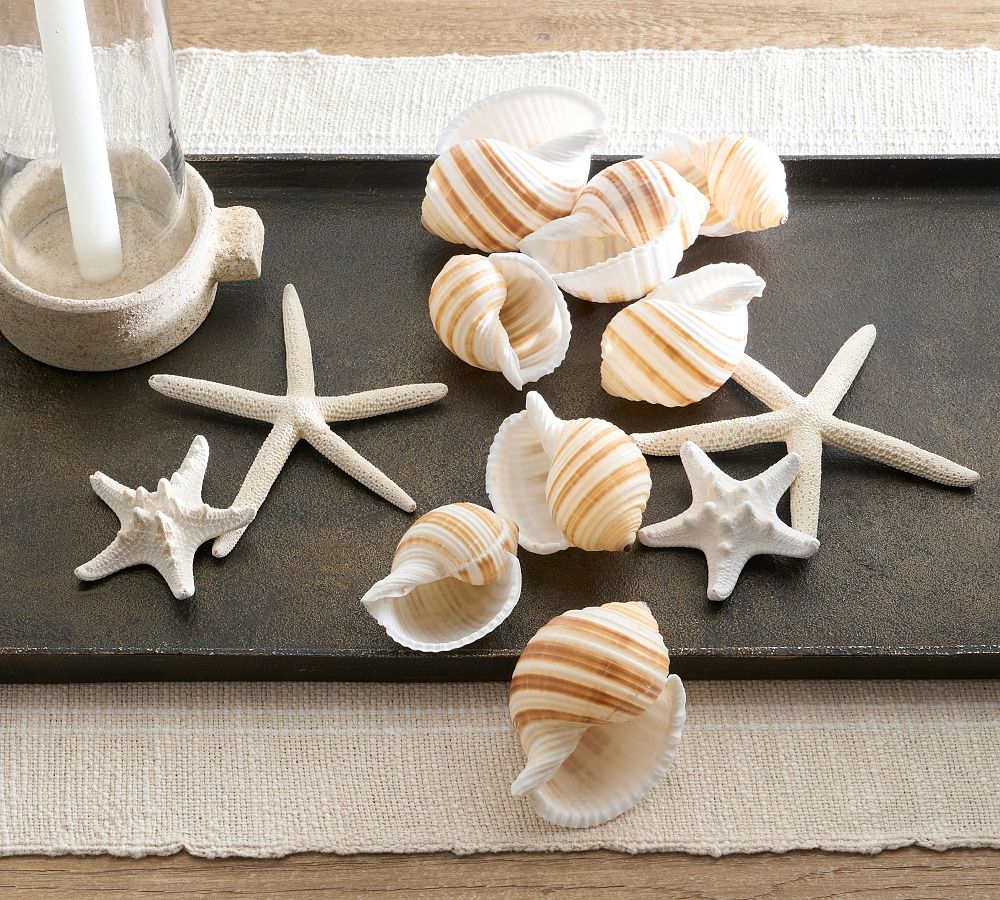 Decorative Mixed Shells | Pottery Barn