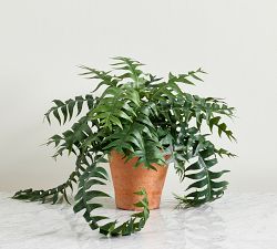 Faux Potted Trailing Sword Fern | Pottery Barn