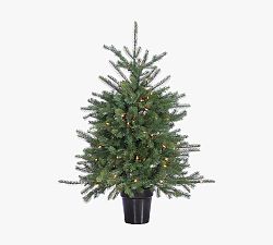 Potted Pine Tree With Clear Lights | Pottery Barn