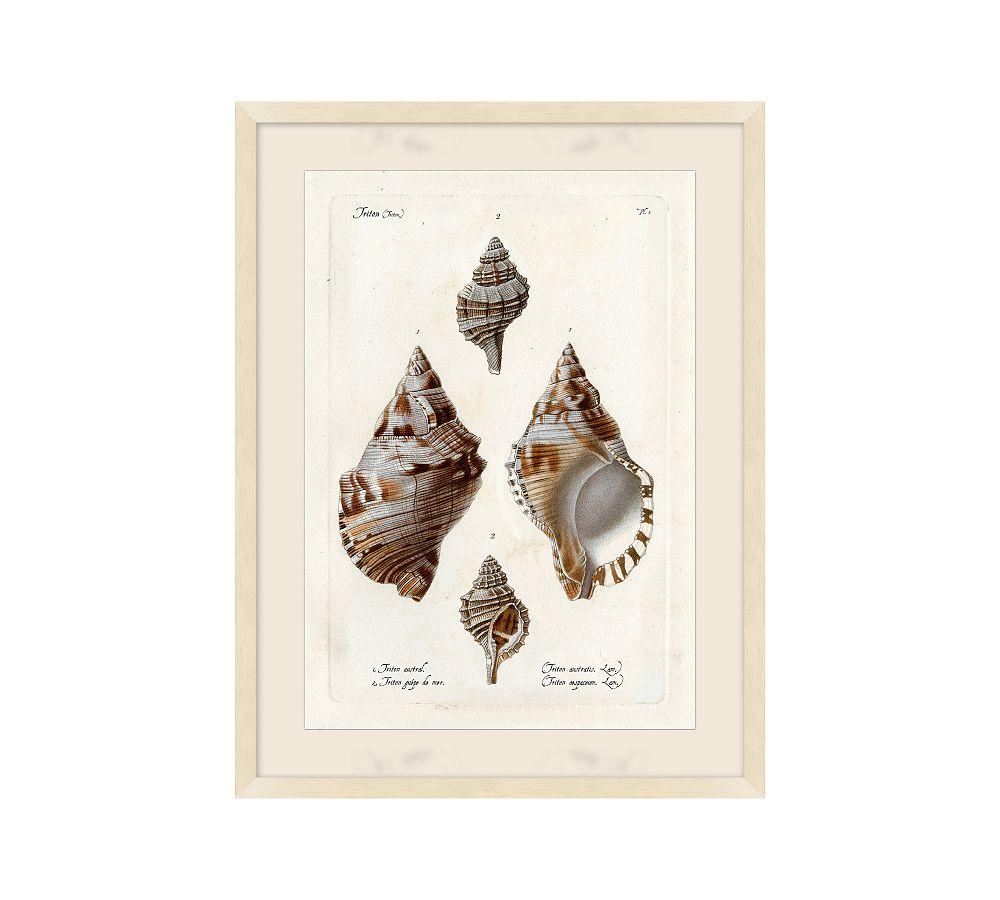 Study Of Shells Framed Print | Pottery Barn