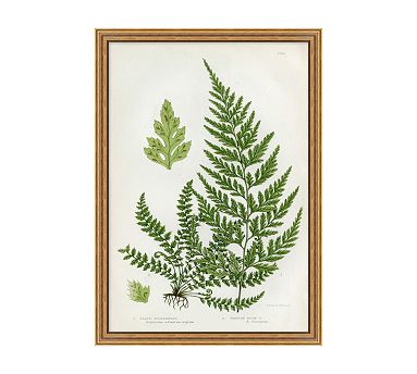 Spring Fern Framed Print | Pottery Barn