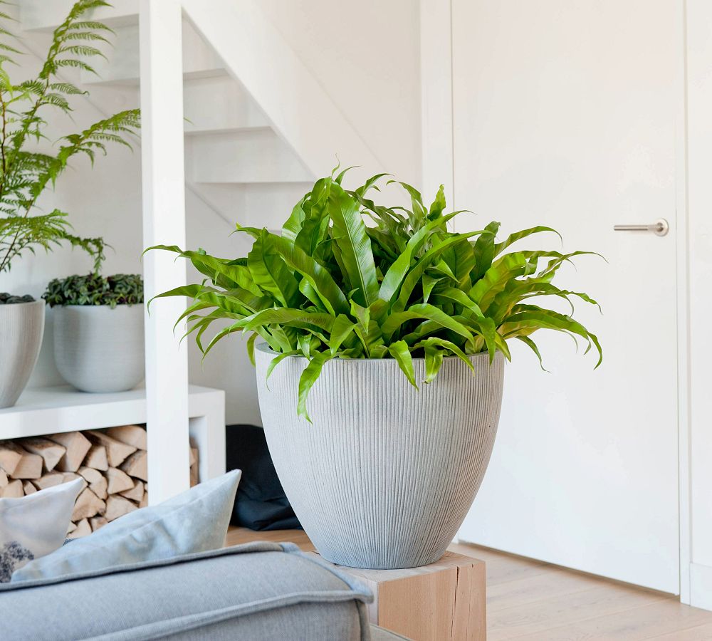 Ridged Short Tapered Cylinder Ficonstone Planters | Pottery Barn