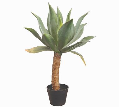 Faux Potted Blue Flame Agave | Pottery Barn