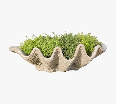 Pismo Seashell Planters | Pottery Barn